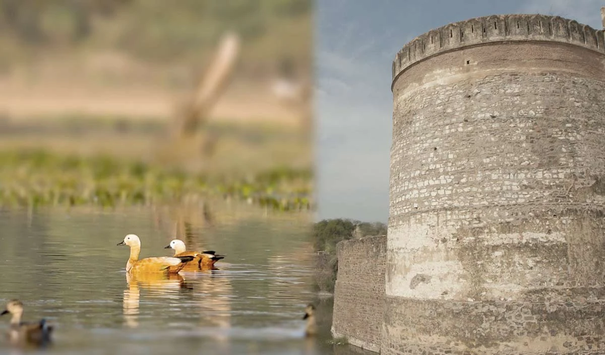 Best Places to Visit in Bharatpur: प्राकृतिक सौंदर्य और ऐतिहासिक महत्व ...
