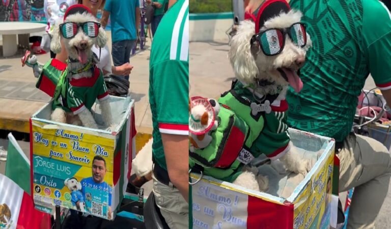FIFA World Cup में Mexico के कुत्ते Osito का जलवा, रातों-रात बना नया ...